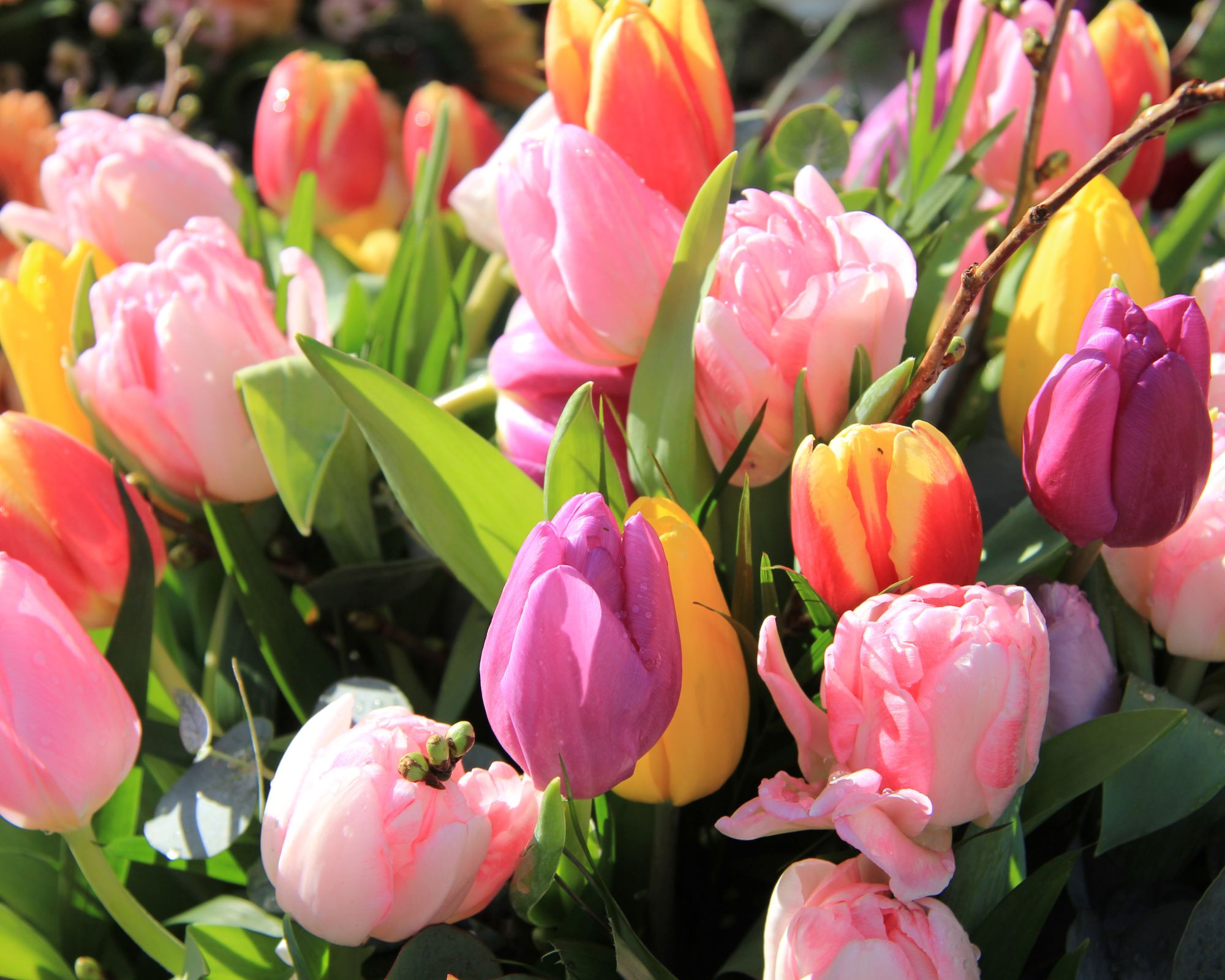 25 Must-Have Flowers for a Beautiful, Colorful Garden - Complete Gardening