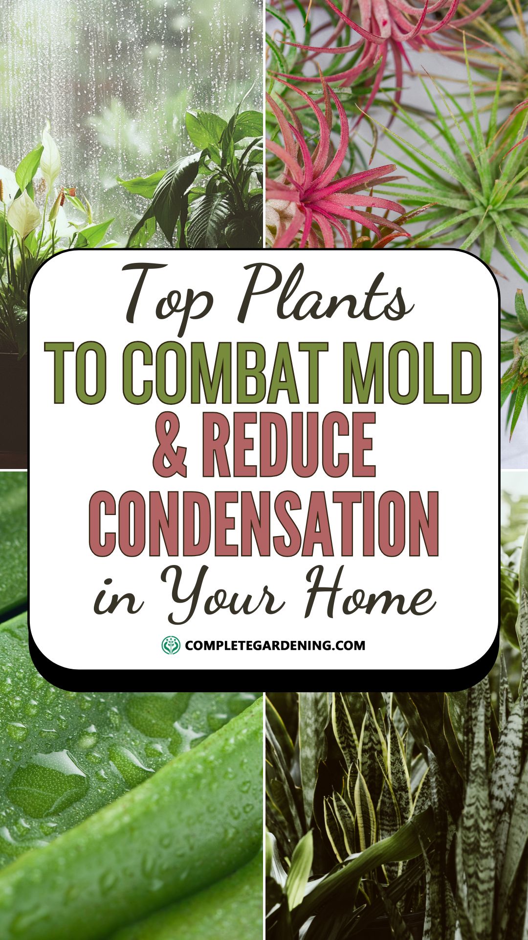 8 Top Plants to Combat Mold and Reduce Condensation in Your Home ...