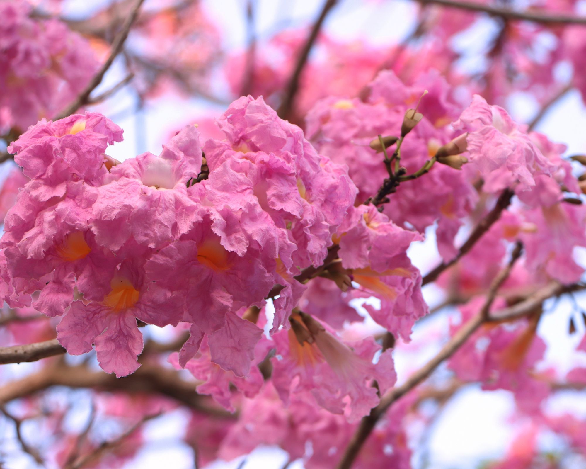 10 Pink Flowering Trees for a Dreamy Garden Full of Color - Complete ...