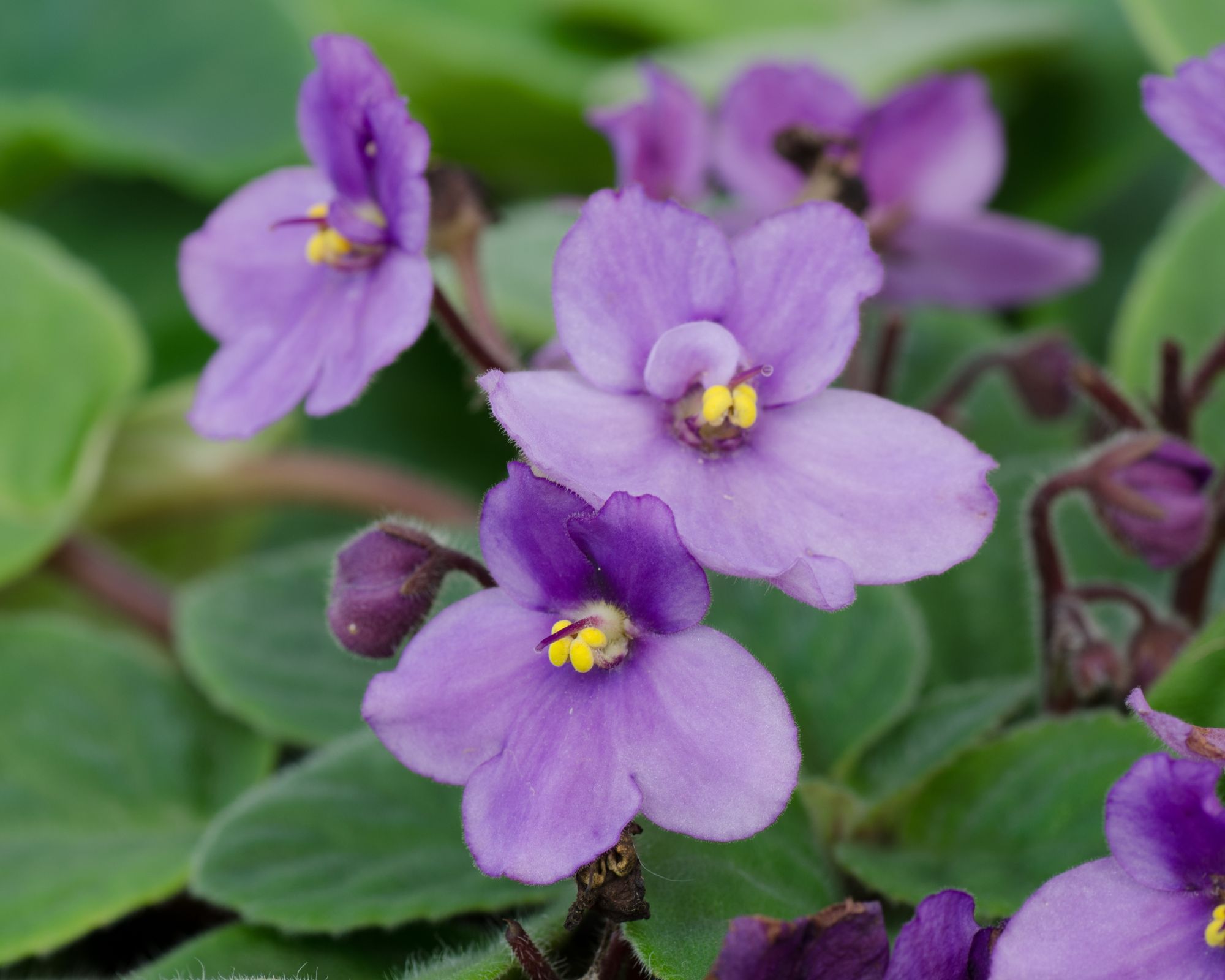 20 Plants With Extremely Long Lifespans – Lasting Beauty for Your ...