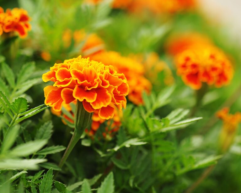 25 Must-Have Flowers for a Beautiful, Colorful Garden - Complete Gardening