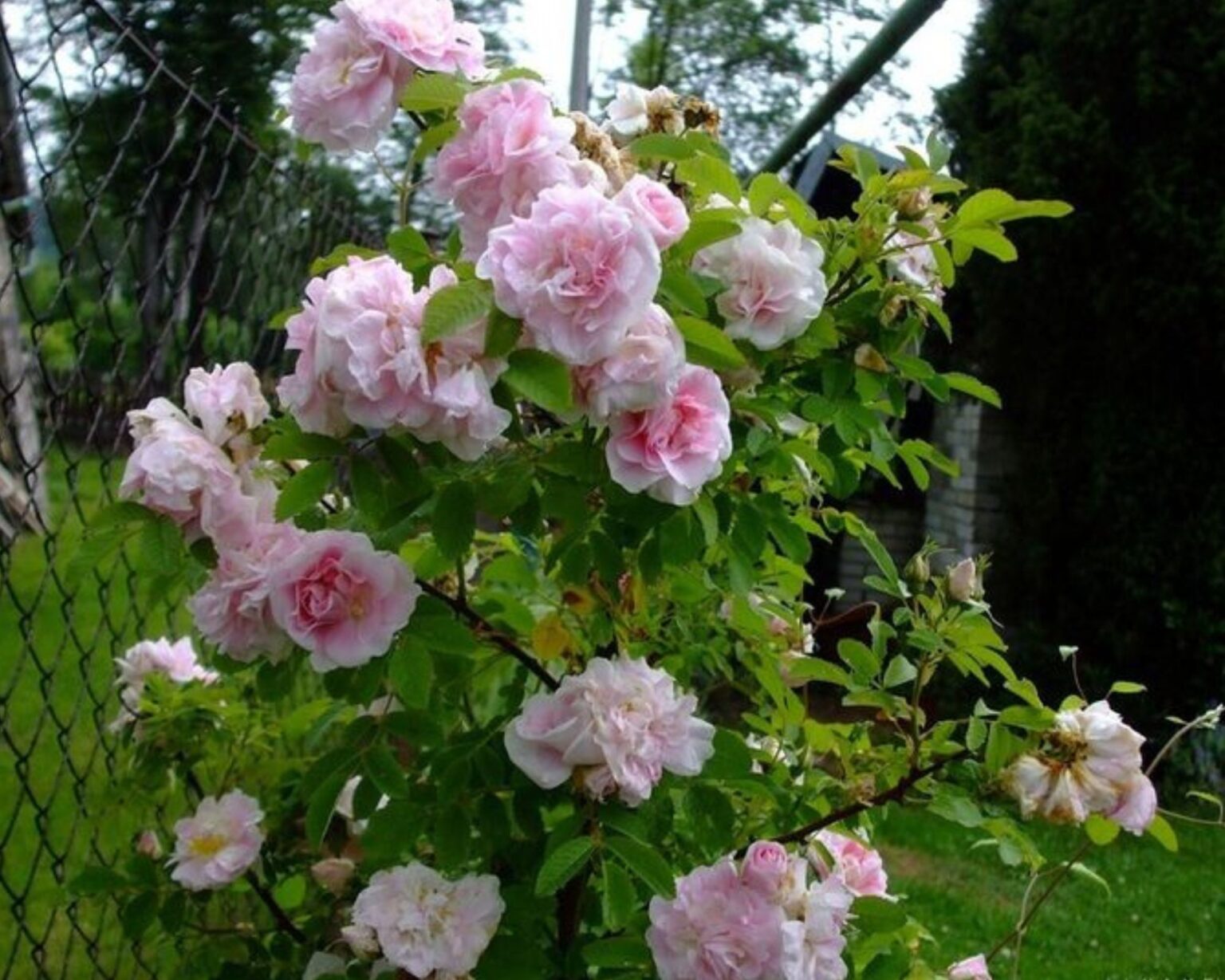 21 Winter Hardy Roses That Will Thrive Through the Coldest Seasons ...