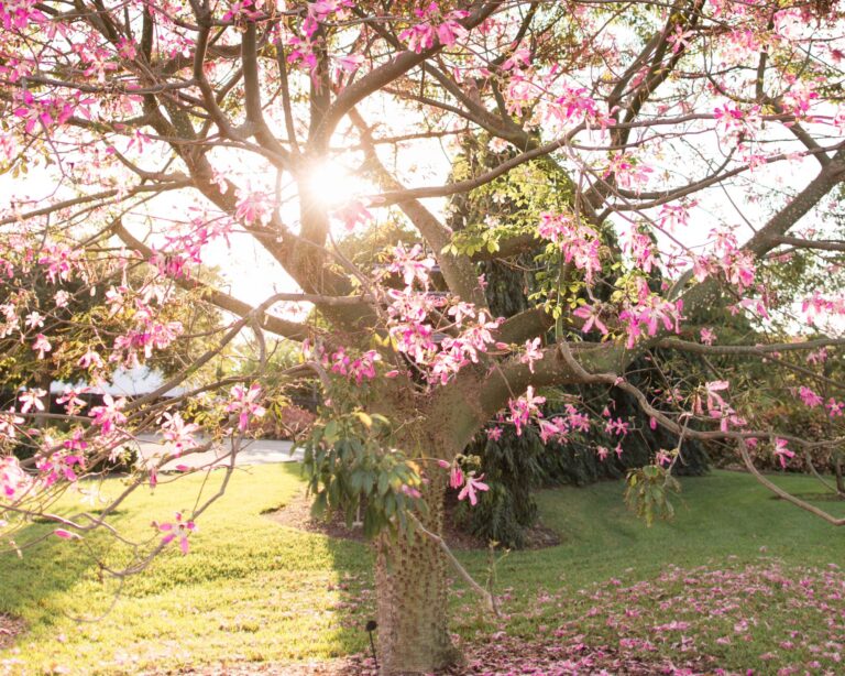 10 Pink Flowering Trees for a Dreamy Garden Full of Color - Complete ...