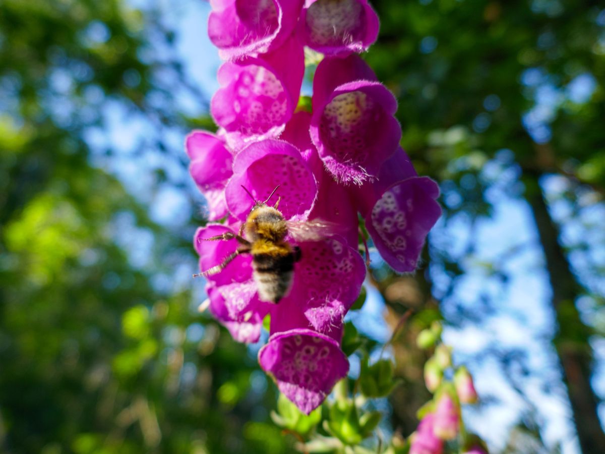 30 Flowers to Make Your Garden a Haven for Bees - Complete Gardening