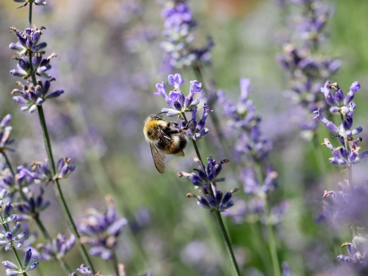 30 Flowers to Make Your Garden a Haven for Bees - Complete Gardening