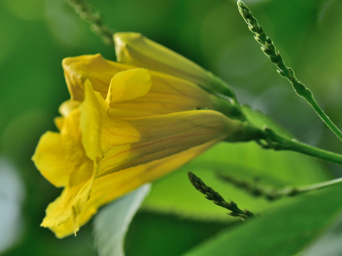 17 Enchanting Bell-Shaped Flowers to Create a Dreamy Garden - Complete ...