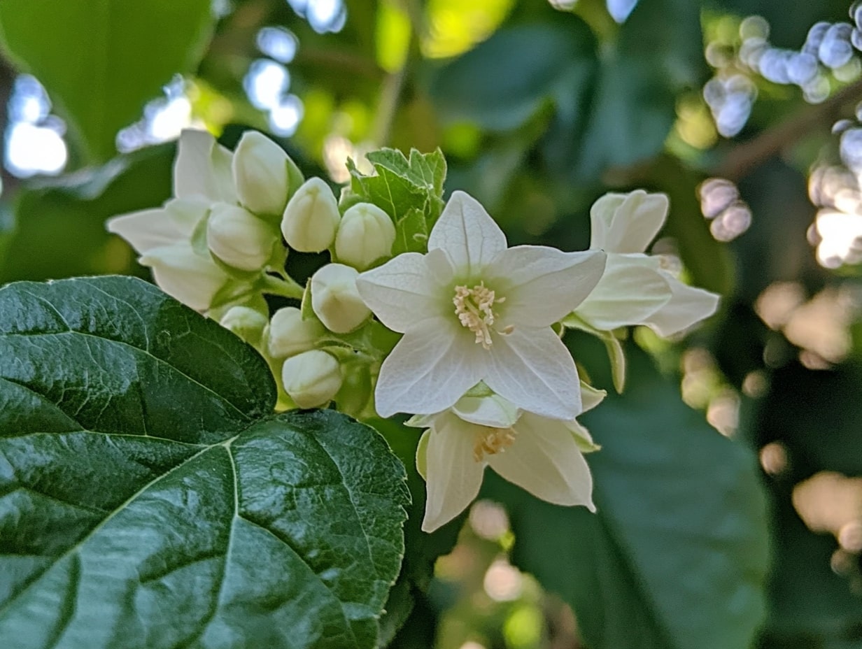 Blooming Tunes: Popular Songs That Celebrate These 35 Flowers ...