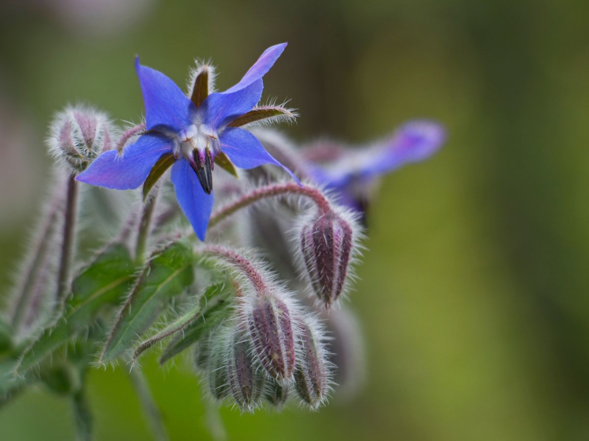 29 Captivating Blue Flowers to Refresh Your Garden Palette - Complete ...