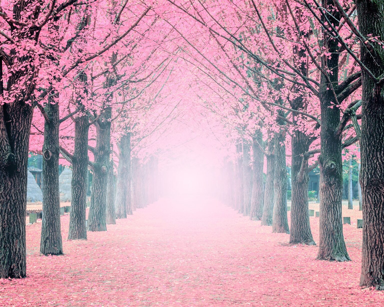 10 Pink Flowering Trees for a Dreamy Garden Full of Color - Complete ...
