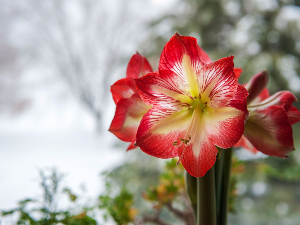 30 Festive Flowers and Plants to Bring Christmas Cheer into Your Home ...