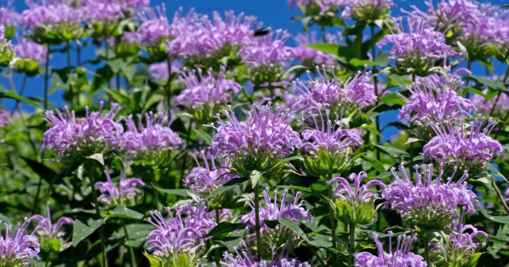 Garden Secrets: 20 Perennials with Non-Stop Blooms - Complete Gardening