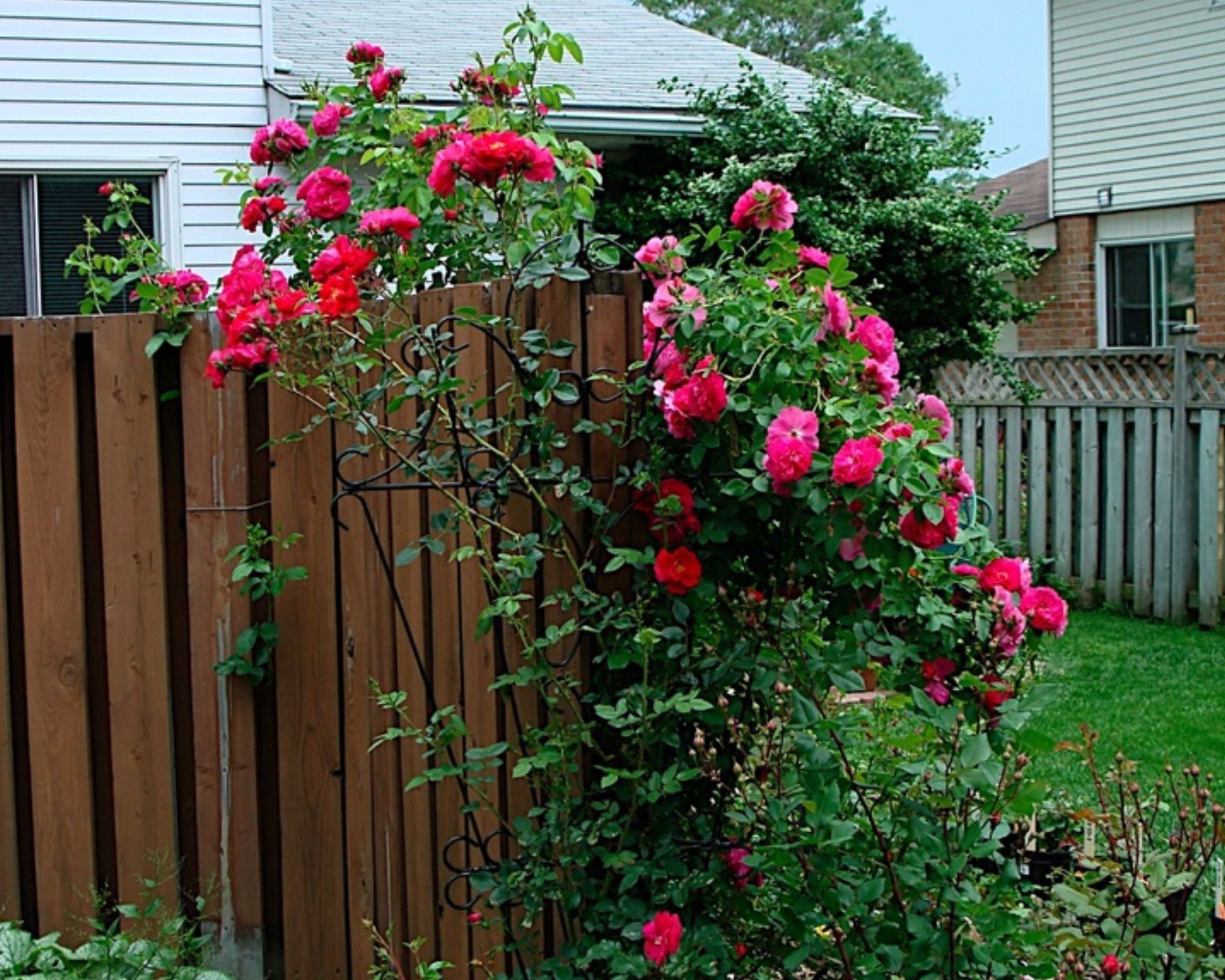 21 Winter Hardy Roses That Will Thrive Through the Coldest Seasons ...