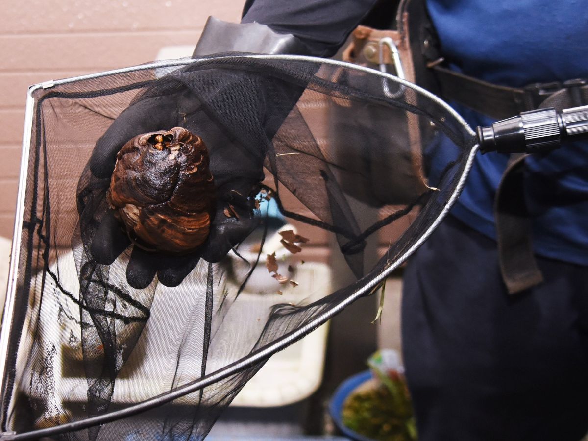 Dealing with Hornets? Here's What You Need to Know - Complete Gardening