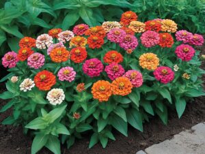 42 Most Stunning Tiny Flowers to Elevate Your Garden’s Beauty ...