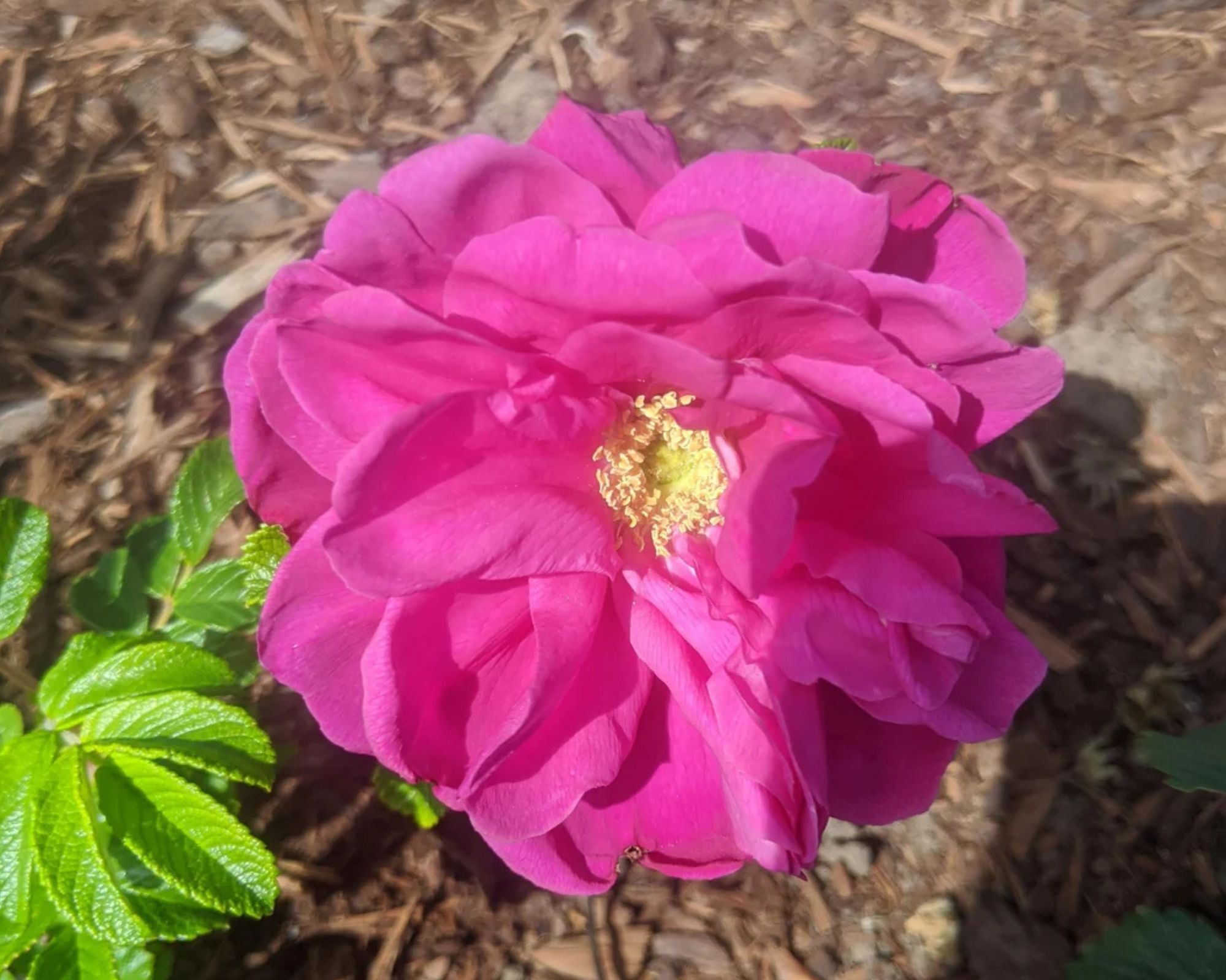 21 Winter Hardy Roses That Will Thrive Through the Coldest Seasons ...