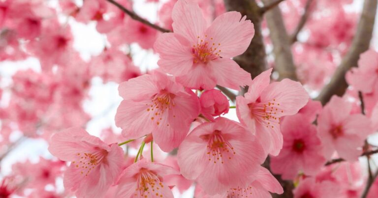 Nature's Masterpieces: Are These the 23 Most Beautiful Flowers on Earth ...