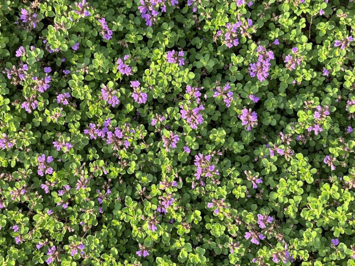 16 Effortless Plants That Naturally Keep My Garden Weed-Free - Complete ...