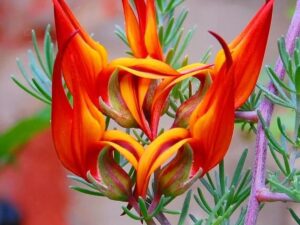 20 Rare Flowers for a Stunning and Unique Garden - Complete Gardening