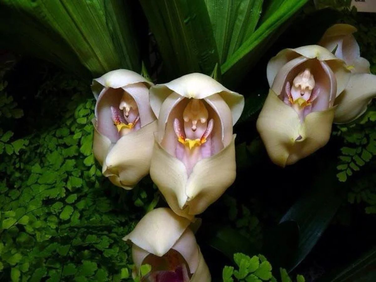 20 Rare Flowers for a Stunning and Unique Garden - Complete Gardening