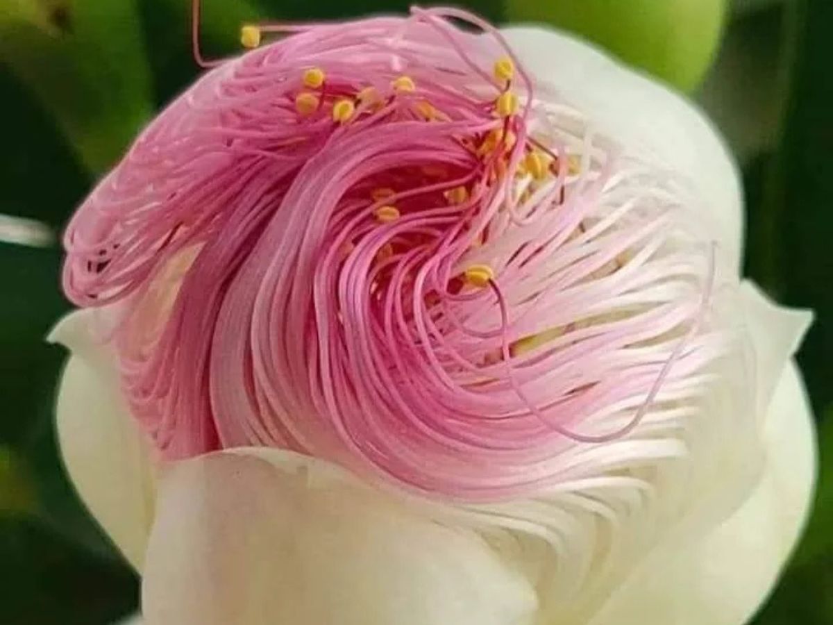 20 Rare Flowers for a Stunning and Unique Garden - Complete Gardening