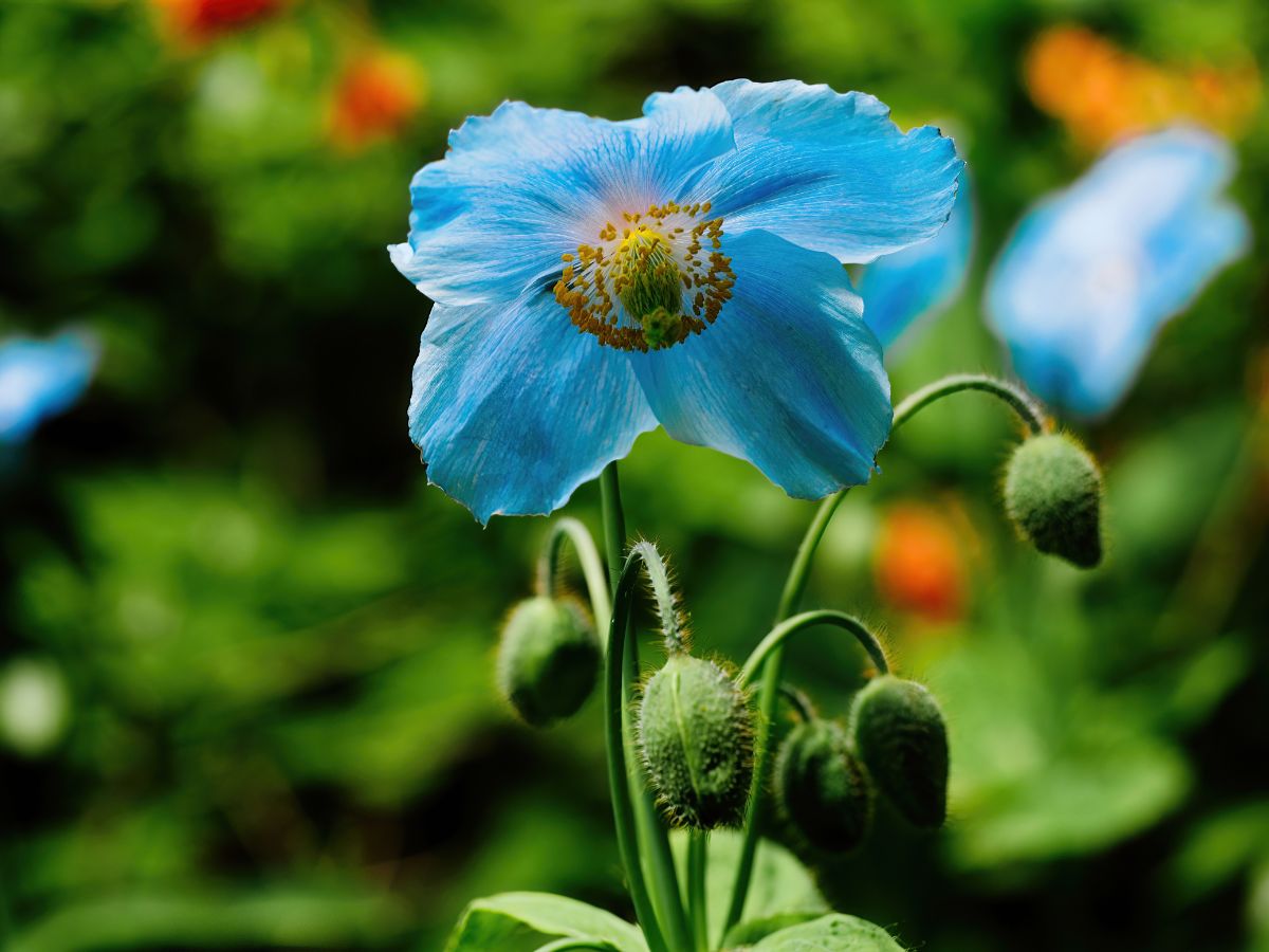 20 Rare Flowers for a Stunning and Unique Garden - Complete Gardening