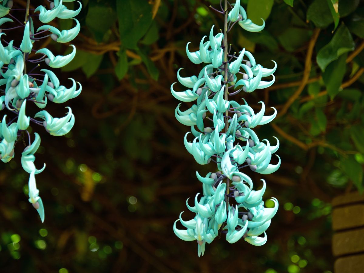 20 Rare Flowers for a Stunning and Unique Garden - Complete Gardening