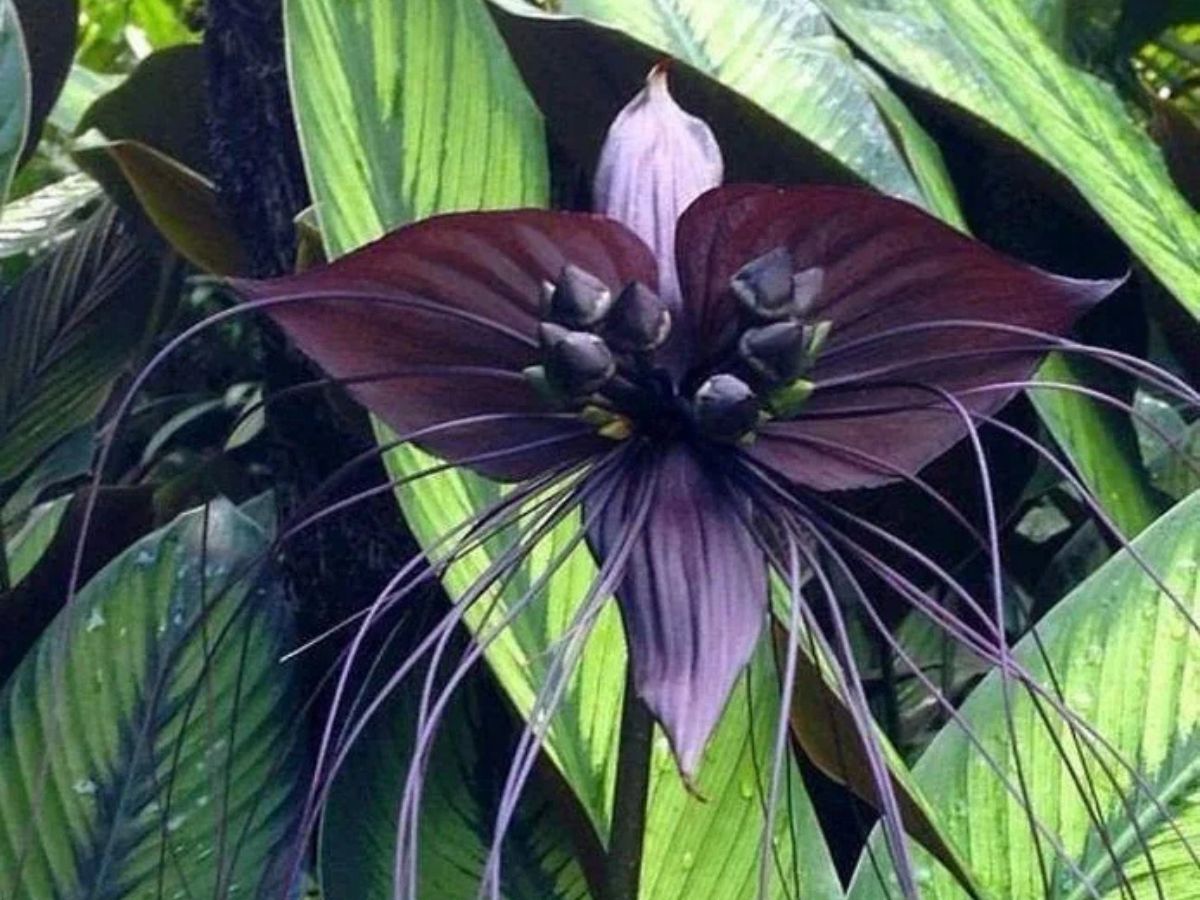 20 Rare Flowers for a Stunning and Unique Garden - Complete Gardening