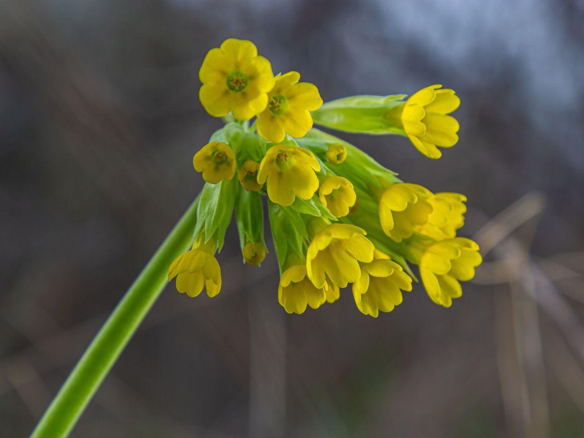 20 Rare Flowers for a Stunning and Unique Garden - Complete Gardening