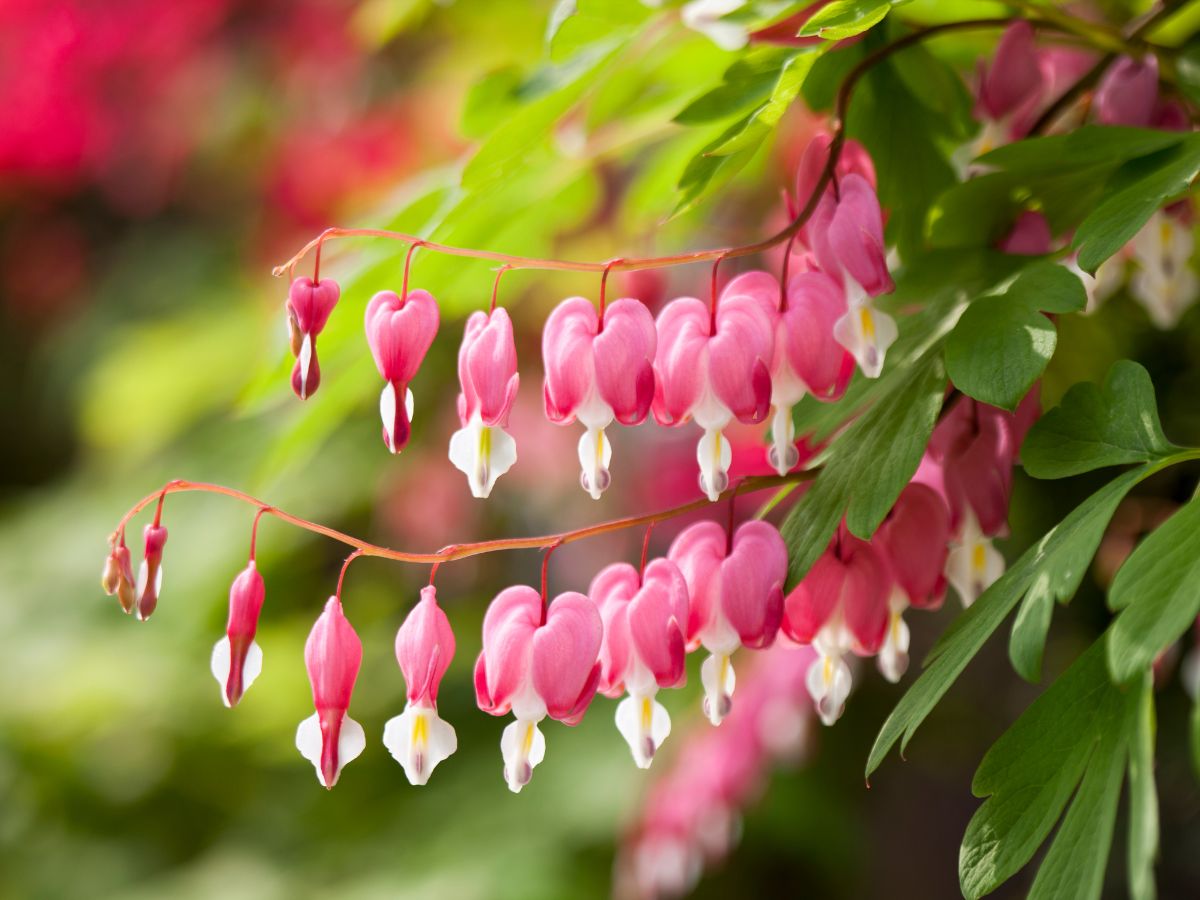 20 Rare Flowers for a Stunning and Unique Garden - Complete Gardening