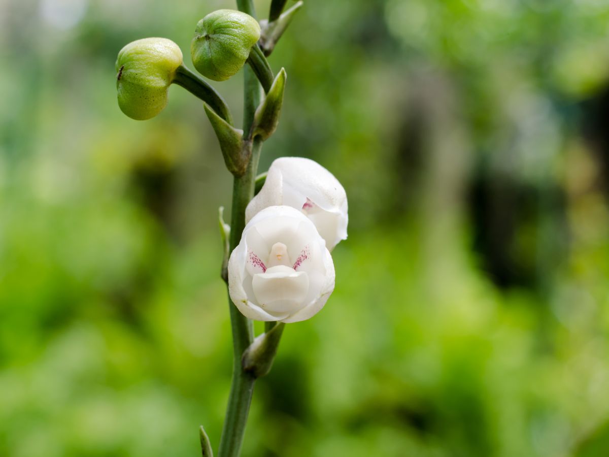 20 Rare Flowers for a Stunning and Unique Garden - Complete Gardening