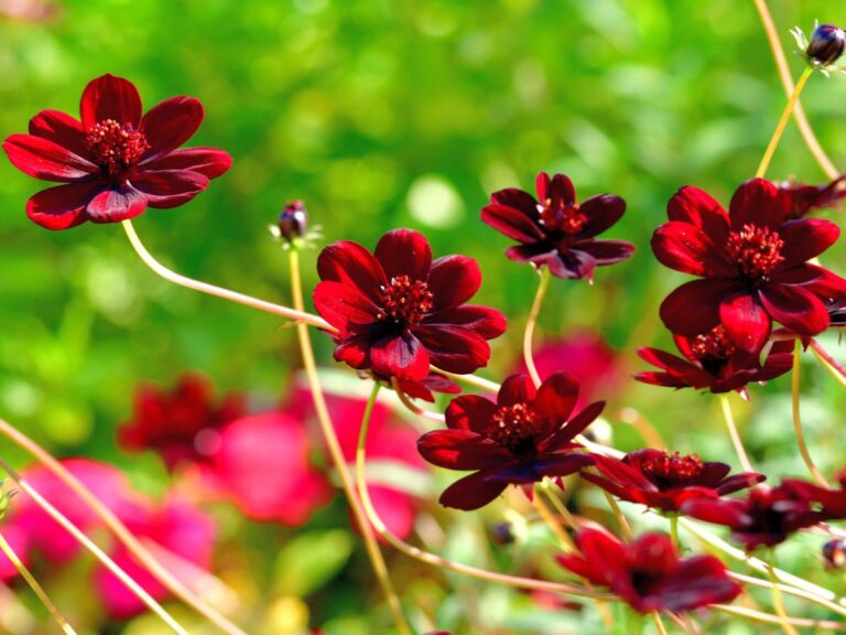 20 Rare Flowers for a Stunning and Unique Garden - Complete Gardening