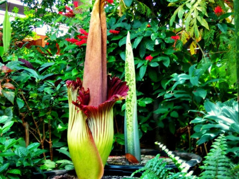 20 Rare Flowers for a Stunning and Unique Garden - Complete Gardening