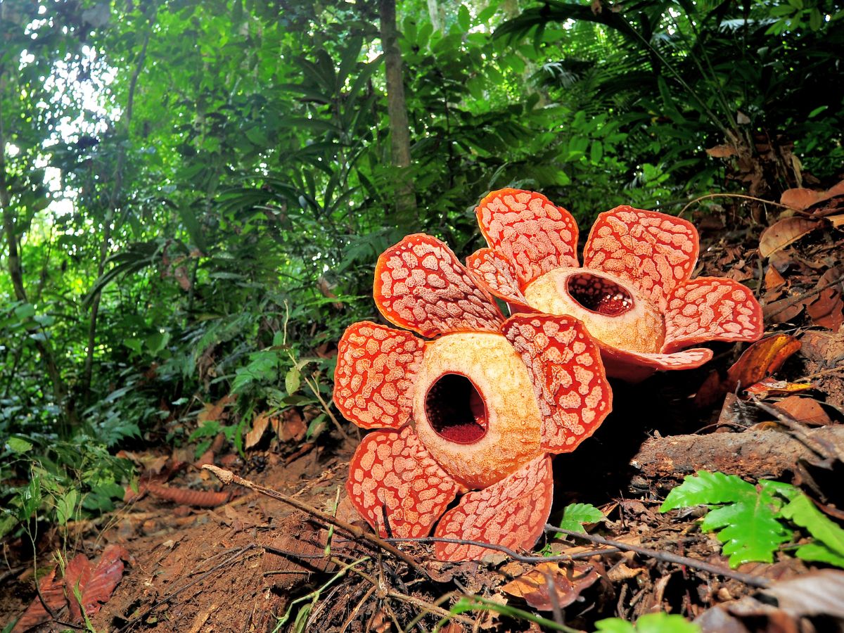 20 Rare Flowers for a Stunning and Unique Garden - Complete Gardening