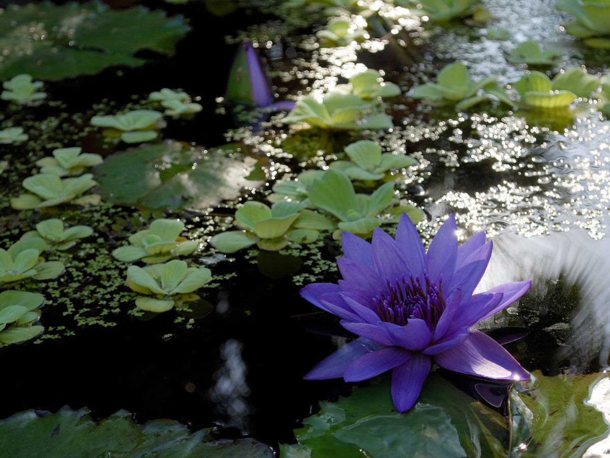 20 Rare Flowers for a Stunning and Unique Garden - Complete Gardening