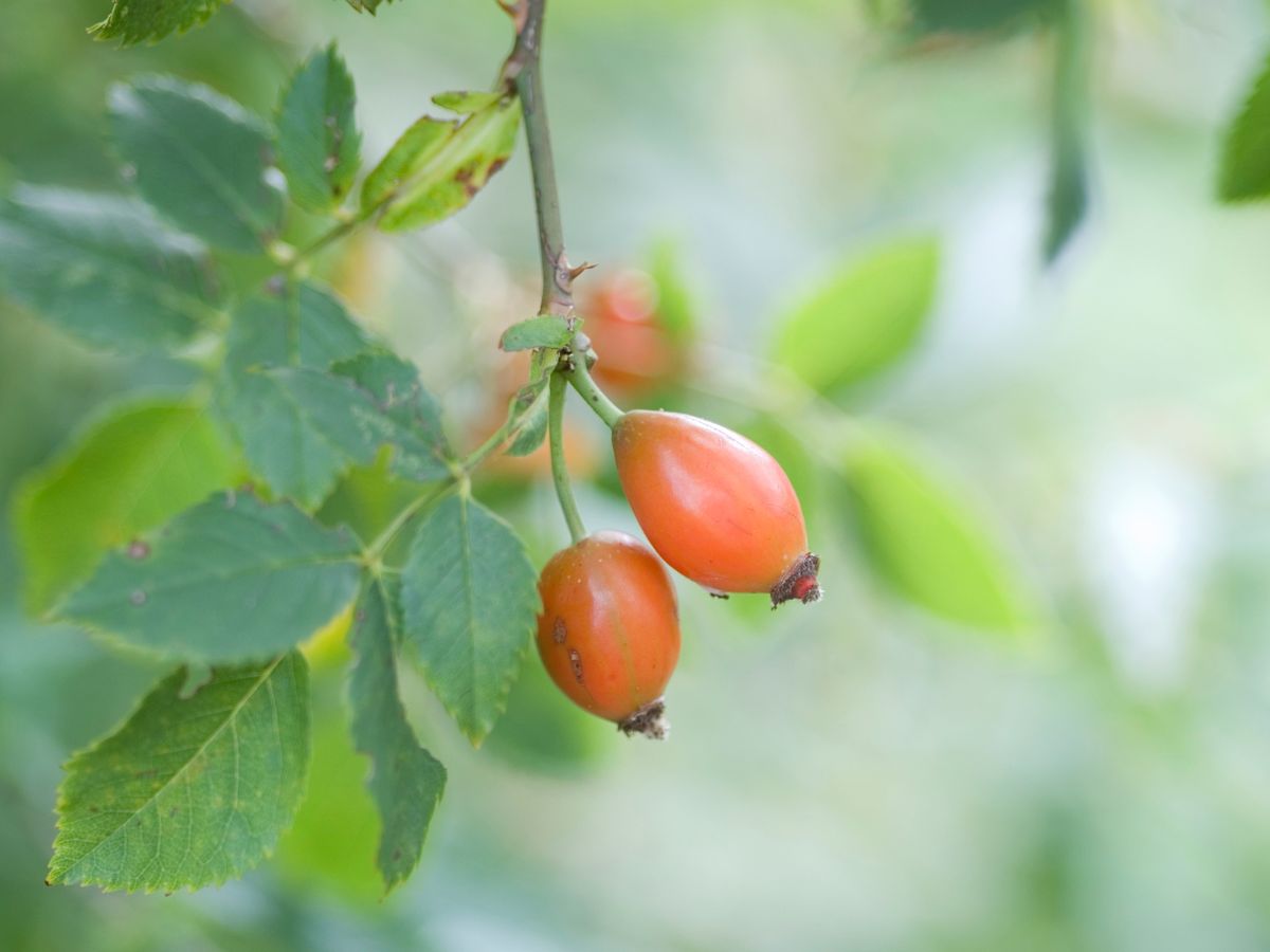 How to Collect, Dry, and Use Rose Hips - Complete Gardening