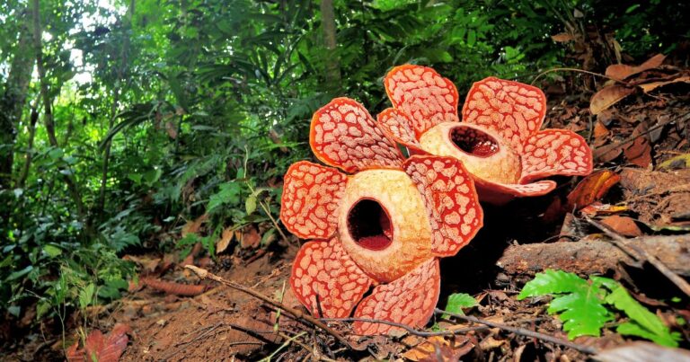 Top 22 Rarest Plants in the World - Complete Gardening