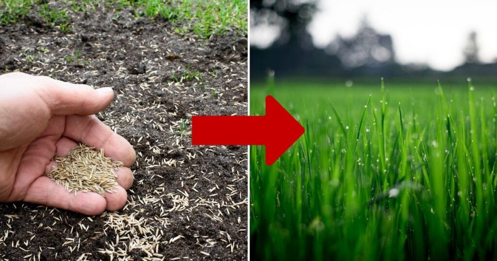 Top Tips for Late Winter Grass Seeding - Complete Gardening