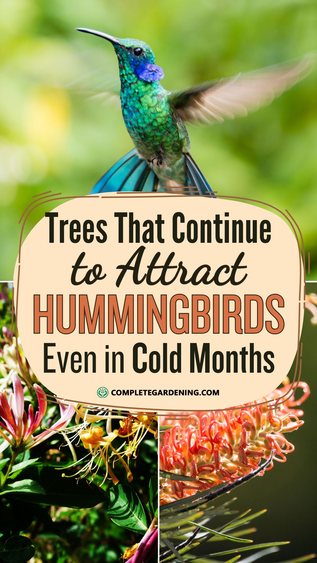 Winter Wonders: Trees That Continue to Attract Hummingbirds Even in ...
