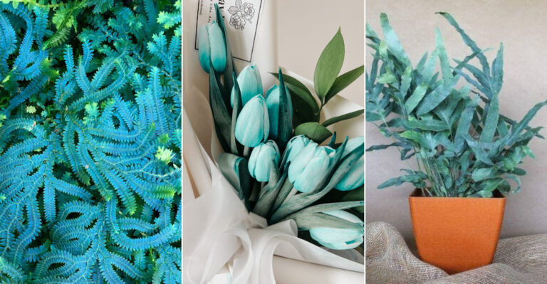 11 Striking Teal Plants Taking Over Gardens in 2025 - Complete Gardening