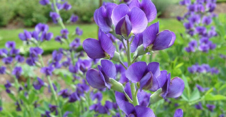 13 Nitrogen-Boosting Plants That Will Transform Your Vegetable Garden ...