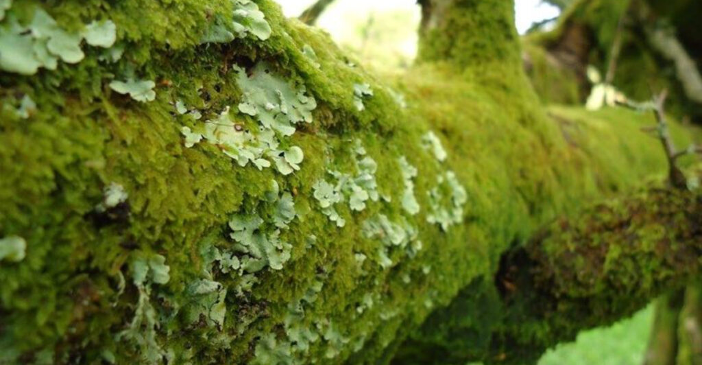 13 Key Differences Between Lichen and Moss – And Why They Matter ...