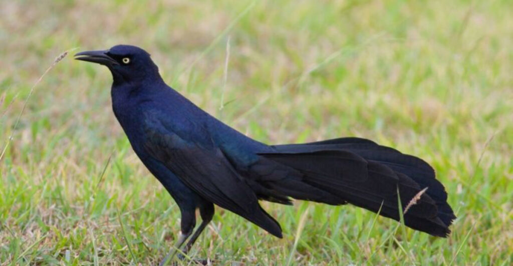 15 Black Bird Species That Redefine Beauty (and Some You Can See in ...