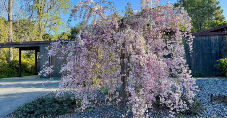 15 Stunning Weeping Trees That Will Transform Your Landscape with Grace ...