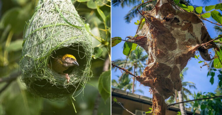 15 Giant Nests That Showcase Nature’s Most Stunning Architecture - Complete Gardening