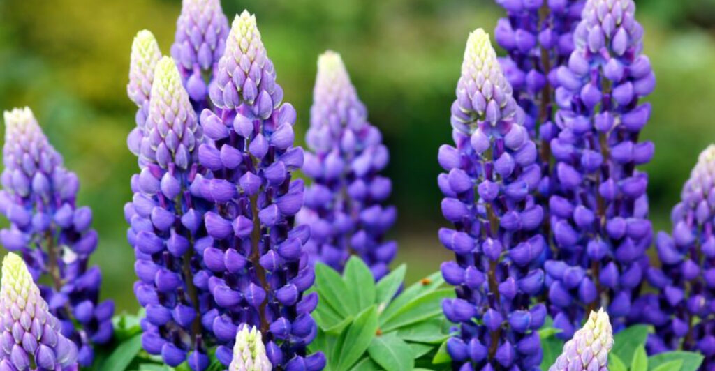 19 Wildflowers That Are Naturally Stunning and Simple to Grow ...