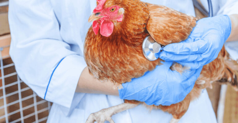 21 Common Chicken Diseases and Health Problems Every Backyard Flock ...