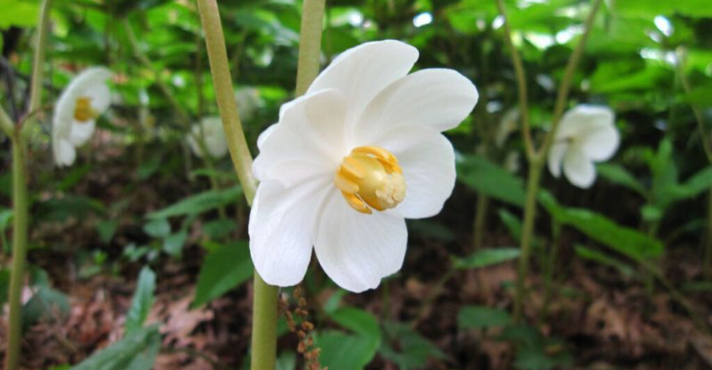 23 Beautiful Native Plants That Don’t Need Sunshine to Shine - Complete ...