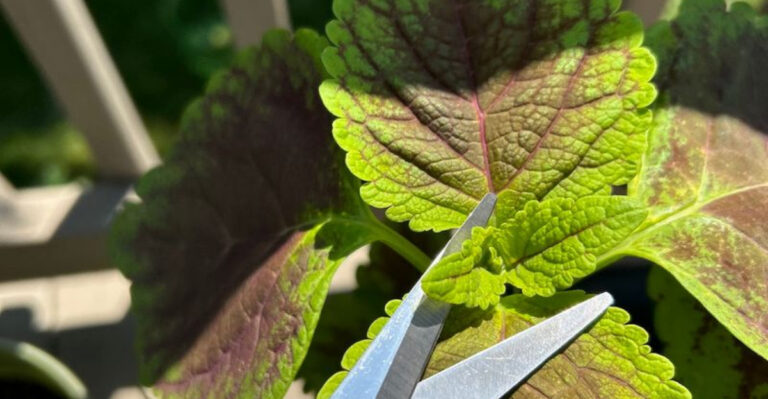 8 Common Mistakes When Pruning Coleus for Winter - Complete Gardening