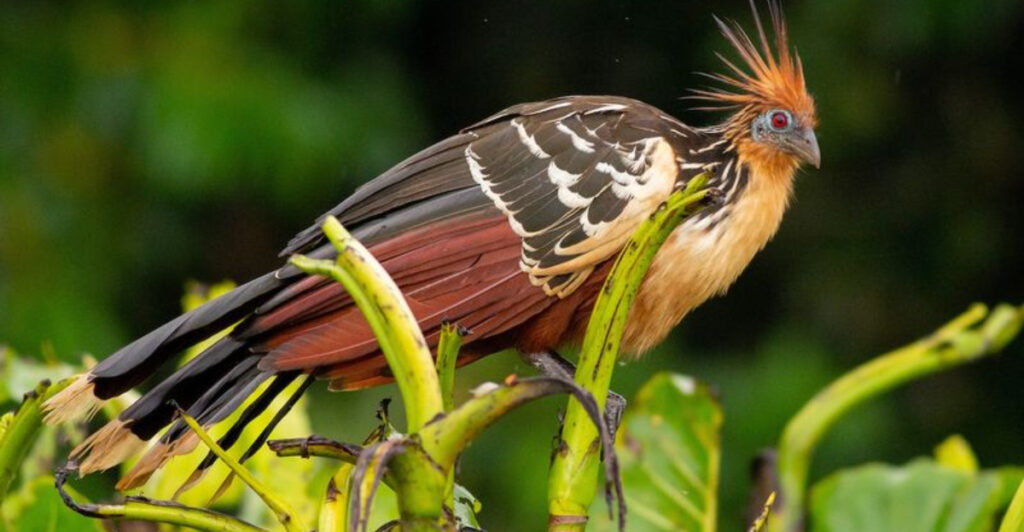 8 Incredible Animals That Thrive on Toxic Plants - Complete Gardening