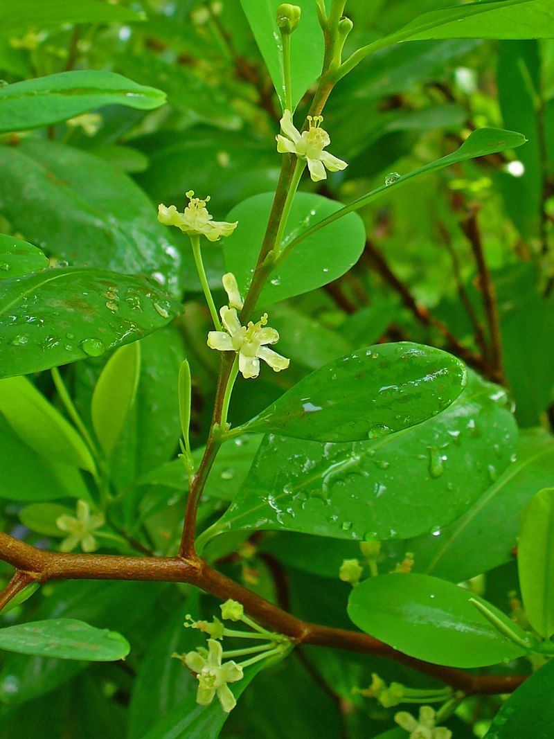 15 Common Native Foods in America You Can’t Legally Grow in Your ...